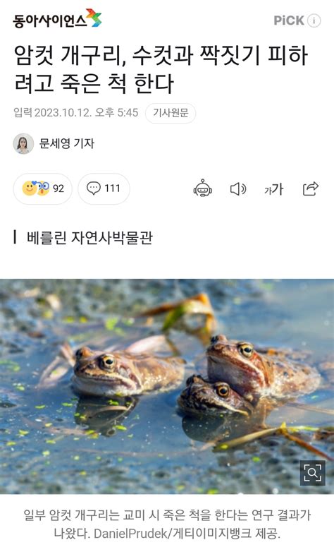 더쿠 암컷 개구리 수컷과 짝짓기 피하려고 죽은 척 한다