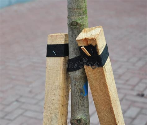 How To Plant A Tree Correctly With Two Stakes Planting Trees In Autumn