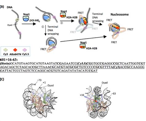 Figure 1 From Dynamics Of Nucleosome Assembly And Effects Of Dna Methylation Semantic Scholar
