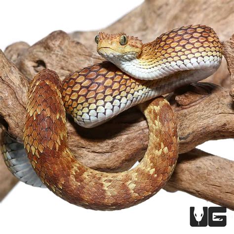 Female Orange With Tan Stripe Squamigera Bush Viper Atheris Squamigera For Sale
