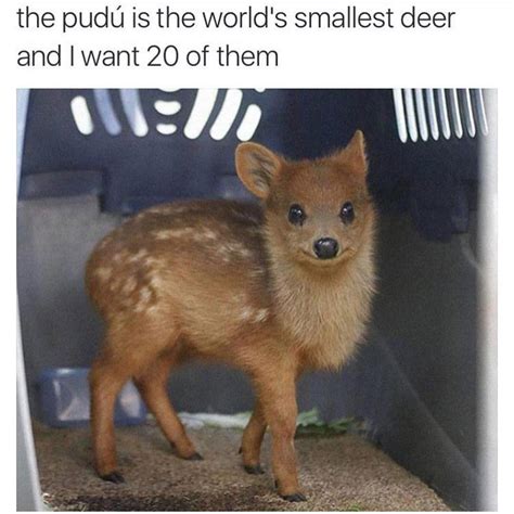The Pudú Is The Worlds Smallest Deer And I Want 20 Of Them Funny