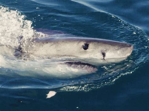 Photo Gallery 4 Fascinating Behaviors Of Great White Sharks And What
