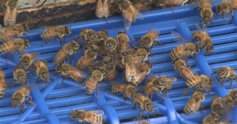 폭염에 양봉 농가 시름 꿀벌 절반으로 급감