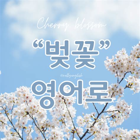 벚꽃 영어로 벚꽃 축제 영어로 벚꽃만개 영어로 어떻게 말할까 벚꽃엔딩 역주행 영어로 네이버 블로그
