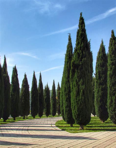 Italian Cypress Hedging Harrods Outdoor