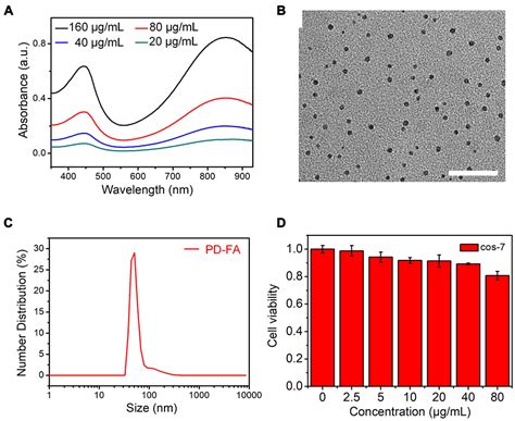 Multi Scale Photoacoustic Imaging In Cervical Cancer Ijn Ijn