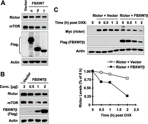 Enforced Expression Of FBXW7 Decreases Rictor Levels A And B And