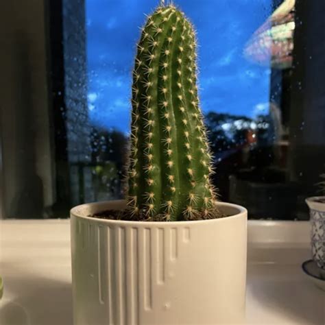 What Are The Different Types Of Cacti