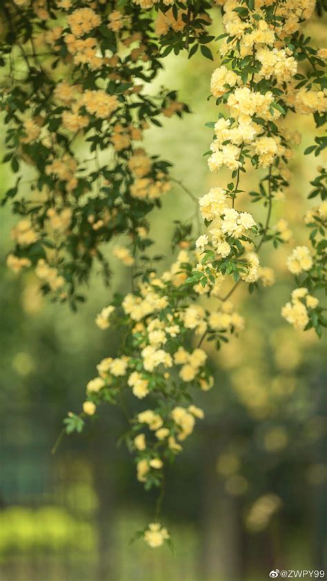 黄木香 高清图片，堆糖，美图壁纸兴趣社区