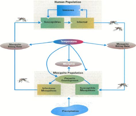 Figure 1 From Vector Epidemic Model Of Malaria With Nonconstant Size