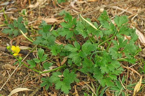 Ranunculus Repens Creeping Buttercup