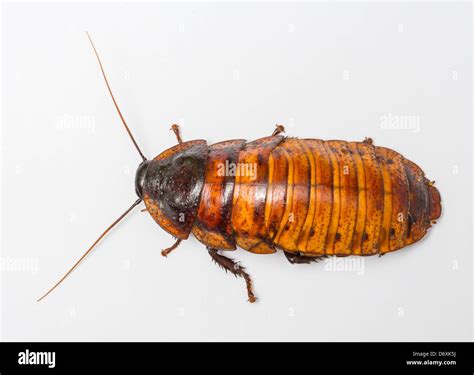 Madagascar Cockroach Gromphadorhima Portentosa Madagascan Giant