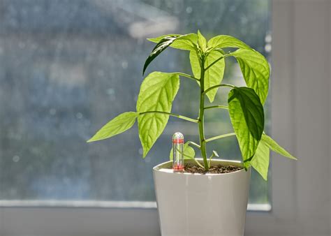 Growing Peppers Indoors Isnt Hard
