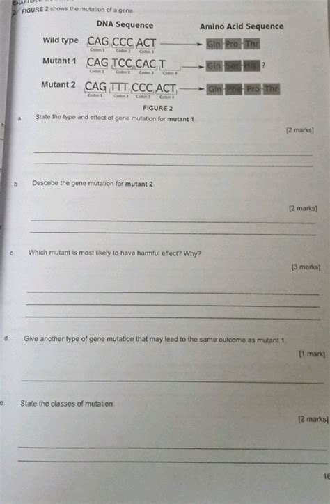 FIGURE 2 Shows The Mutation Of A Gene DNA StudyX