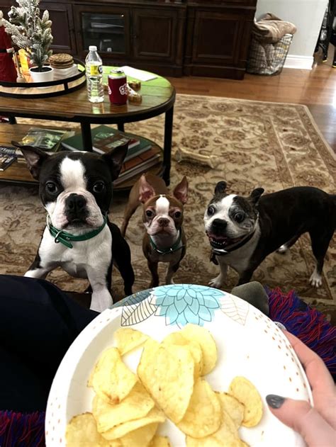 Pov Eating A Midday Snack Rbostonterrier