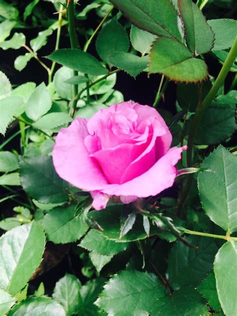 ვარდის სახლი House Of Rose Shokshi Blue Facebook