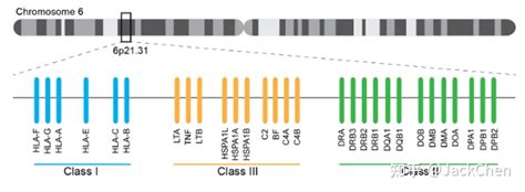 Hla分型检测 知乎