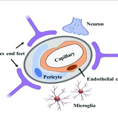 Membrane Attack Complex Mac Formation This Figure Shows The Download Scientific Diagram