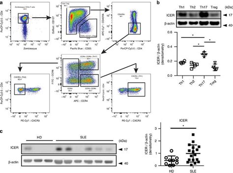 Human Th17 Cells And SLE T Cells Express Increased Amounts Of ICER