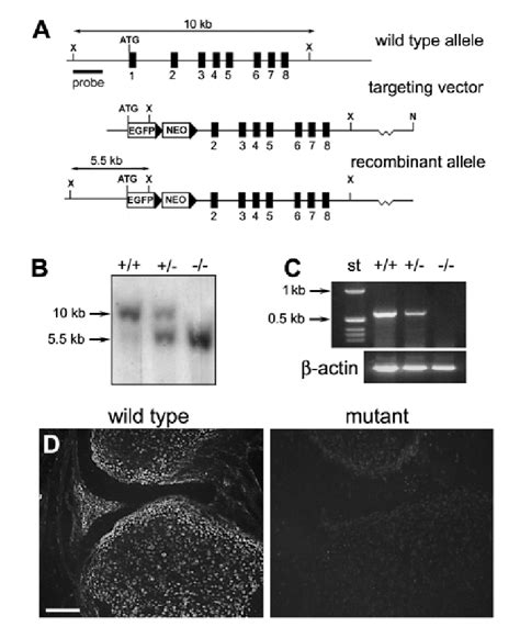 generation of α10 integrin null mice a organization of the mouse α10