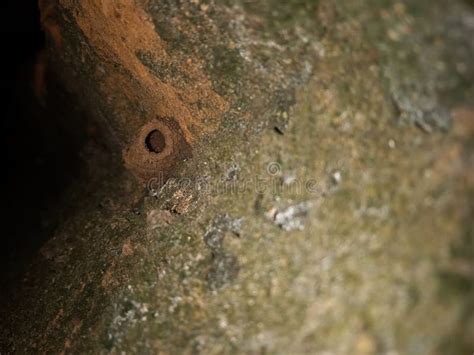 Mud Wasp Nest On The Wall Stock Image Image Of Hornet 279593413