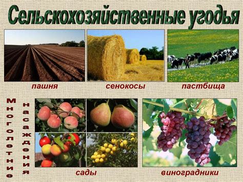 Сельское хозяйство - презентация онлайн