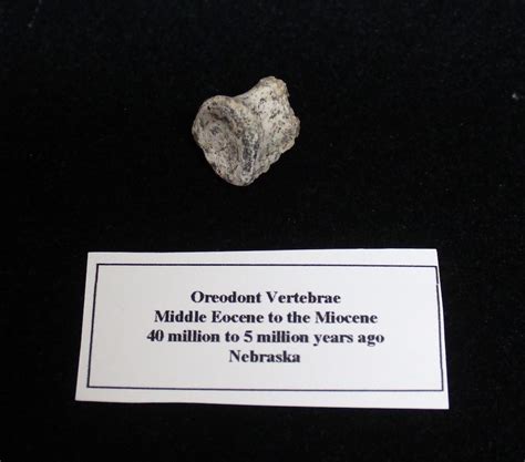 Oreodont Vertebrae Ancient Artifacts And Treasures Inc