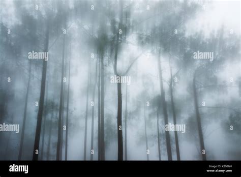 Exposure Technique To Capture Blur Pine Tree Like Its Dancing Stock