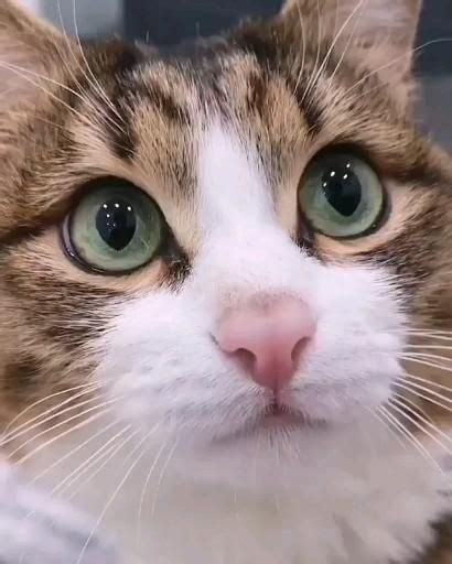 Cute Cattos Moment That Adorable And Funny Artofit