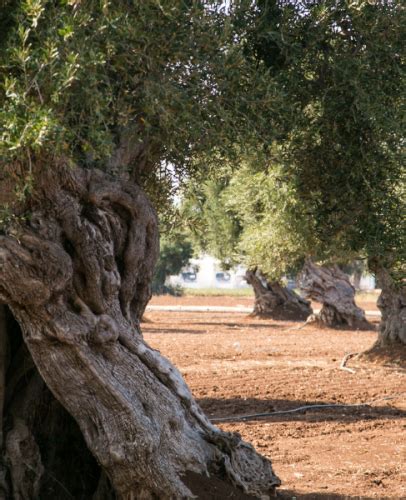 What Is Pasteurization And How Does It Work Castellino