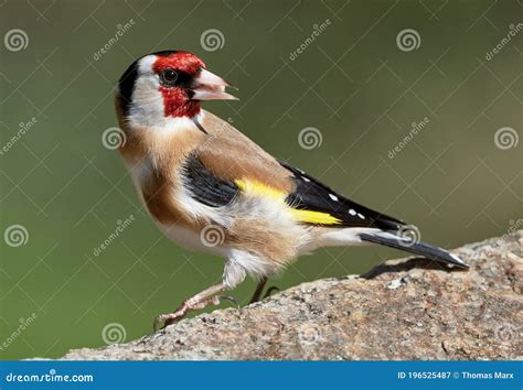 Европейский Goldfinch Birdfood ест Щегол птицы Стоковое Изображение