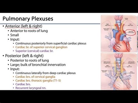 Anatomy Of Posterior Pulmonary Plexuses Ds9etw9e