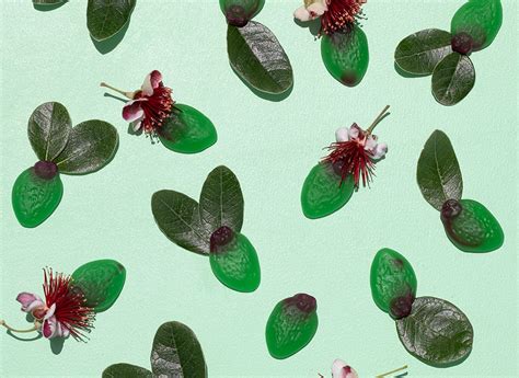 Sour Feijoas The Carefillery