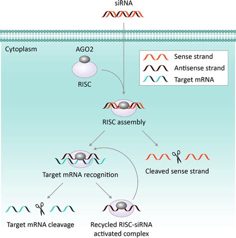 Schematic Describing Sirna Mediated Gene Silencing The Delivery Of