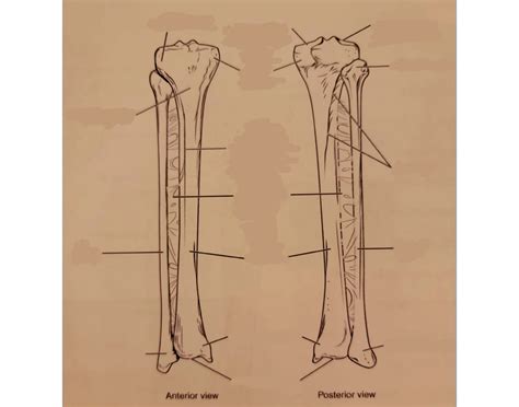 Tibia And Fibula Bones And Features Quiz