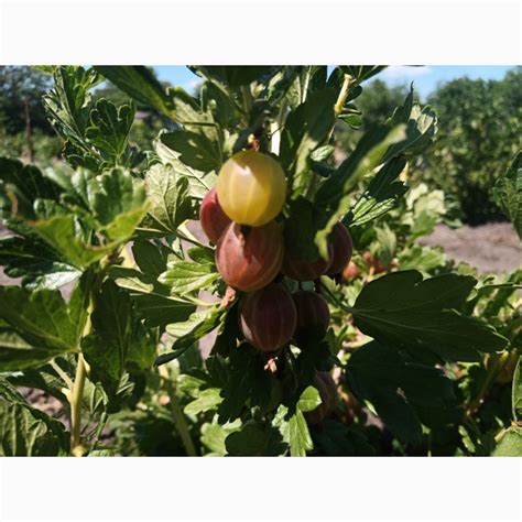 Продам агрус Шпола — Apkua
