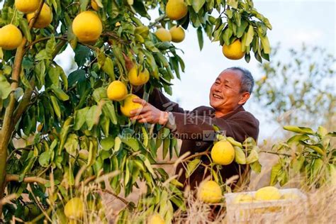 江西峡江：蜜柚种植助农增收 人民图片网