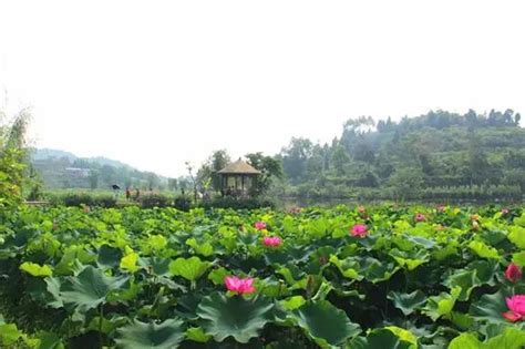 铜梁土桥荷花园 铜梁玄天湖 大山谷图库