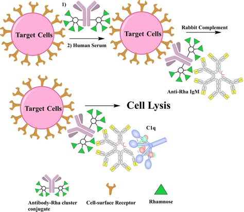Scheme 1 Chemical Synthesis Of The Monovalent And Multivalent