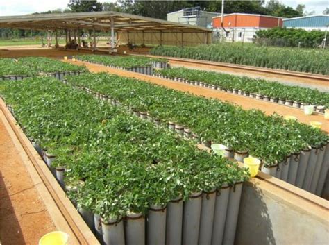 Field Phenotyping Use Case Development Story At Icrisat India