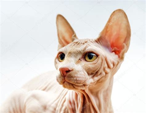 Beautiful Pink Sphynx Cat Portrait Stock Photo By Sorokopud
