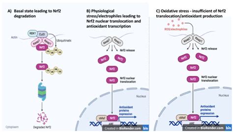 The Role Of The Nrf2 Pathway In Maintaining And Improving Cognitive