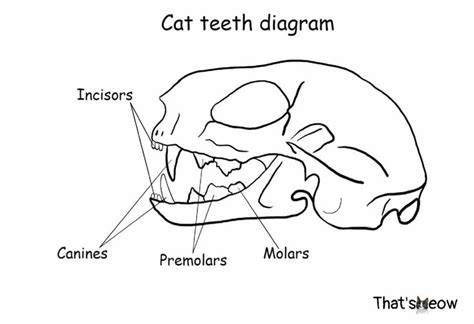 Telling A Cats Age By Its Teeth [or The Lack Of Them] New How To