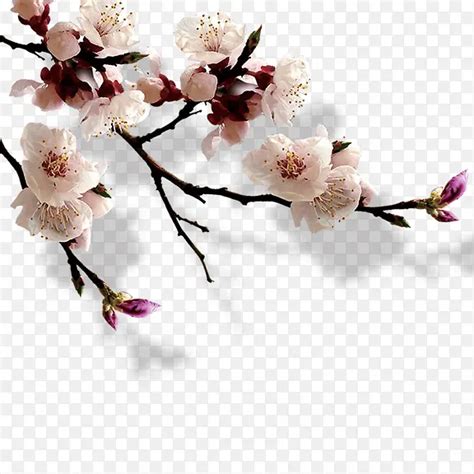 梅花PNG图片素材下载 图片编号10036970 PNG素材网
