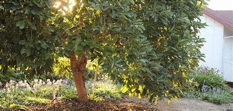 Avocado Tree Climate