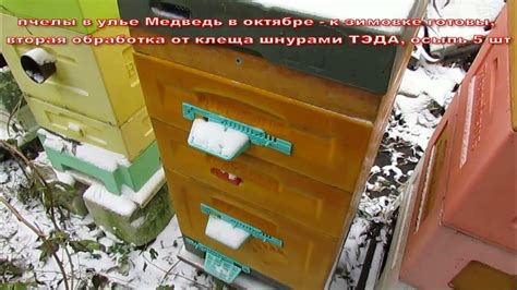 пчелы в улье Медведь в октябре к зимовке готовы вторая обработка от