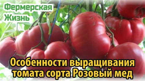 Особенности выращивания томата сорта Розовый мед - YouTube