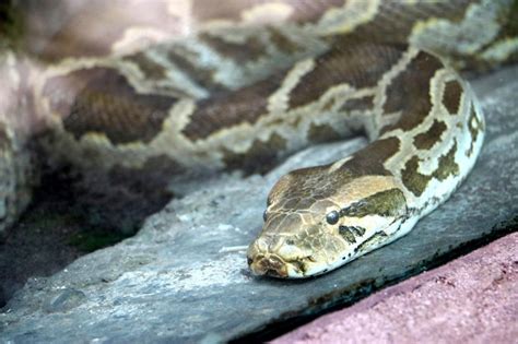 Premium Photo Python Close Up