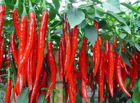 Jual Benih Cabai Besar Pilar F1 Bibit Buahku