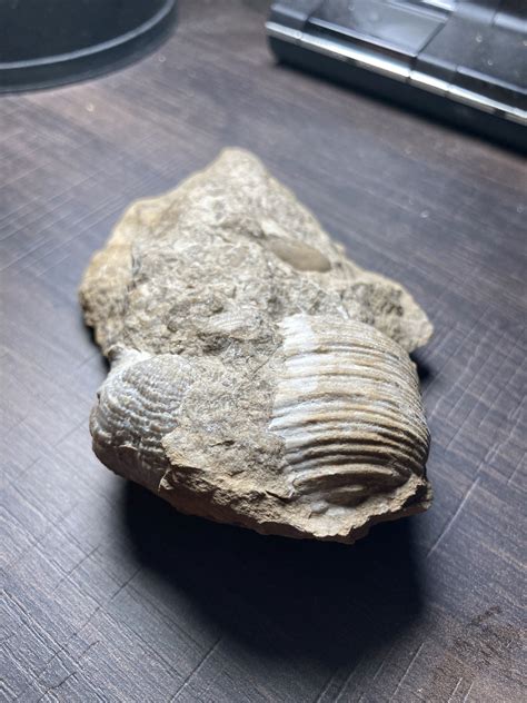 I Found A Few Fossils In Limestone Fossil Id The Fossil Forum